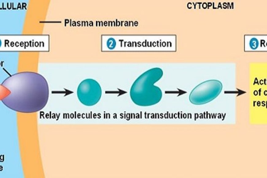 Signal Transduction: A Fundamental Biological Process - Tower Academic
