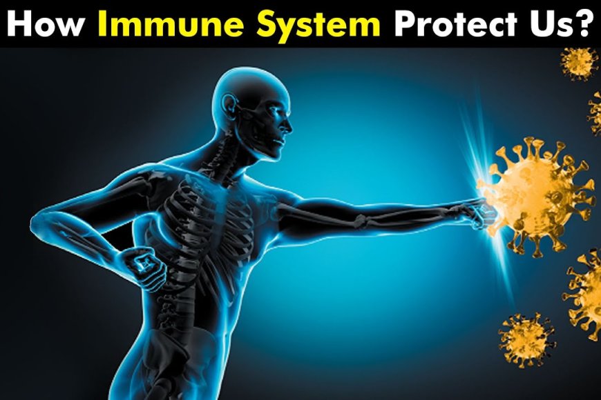 The Human Immune System How It Protects Us - Tower Academic