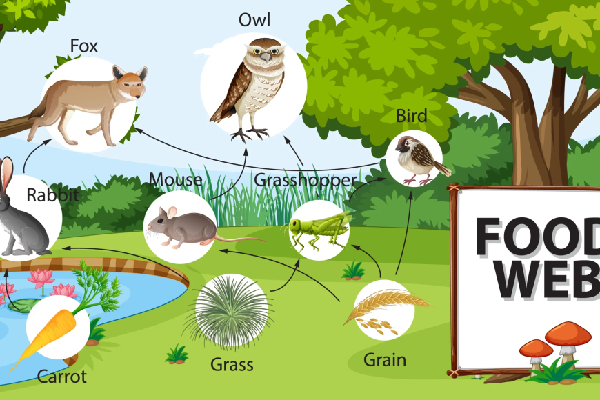 Understanding Food Webs and Ecological Pyramids: A Guide for Students ...